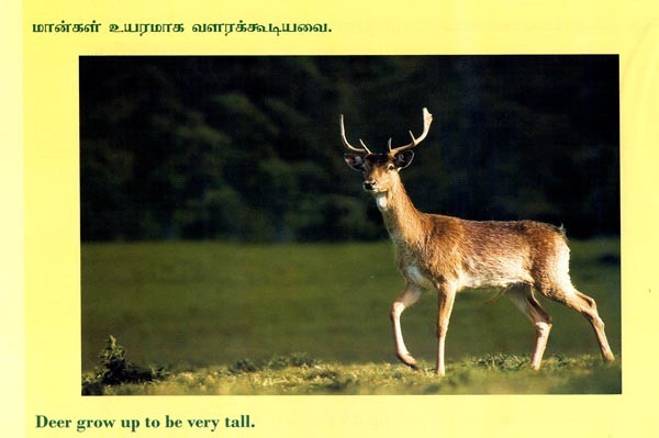 மான் - The Deer (Tamil) | Exotic India Art