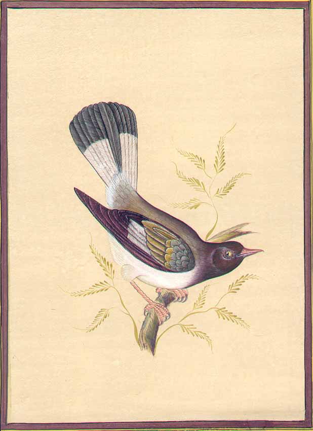 Koel | Exotic India Art