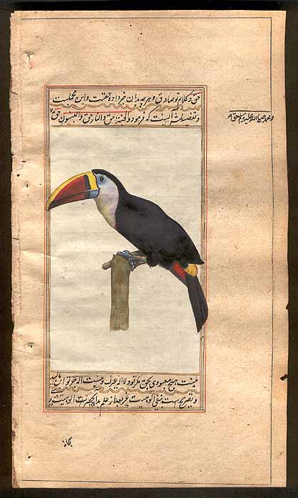 Toucan | Exotic India Art