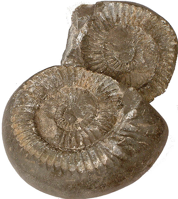 Shaligram - Most Auspicious Natural Stone Shaligram with Cap | Exotic ...