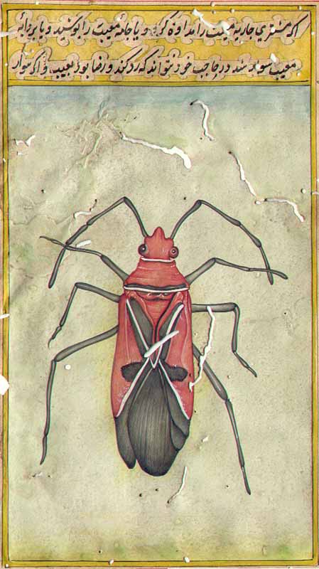 Dysdercus Andreae St. Andrew's Cotton Bug | Exotic India Art