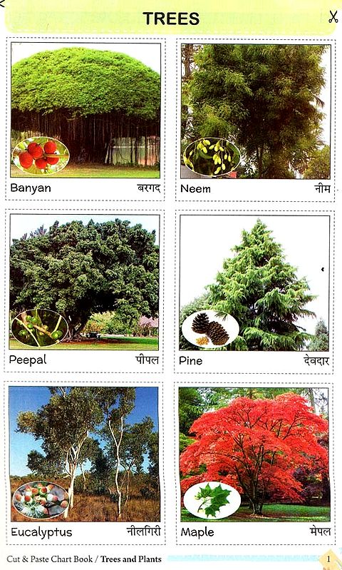 Cut & Paste: Trees and Plants (Chart Book) | Exotic India Art