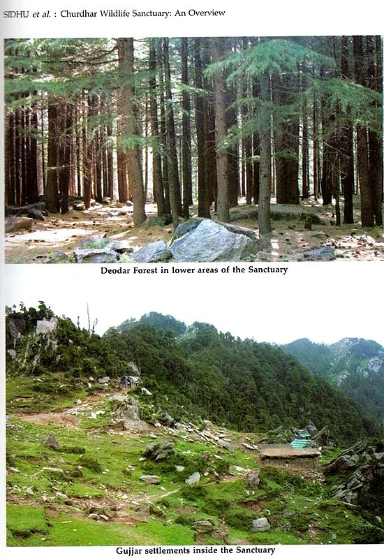 Faunal Diversity of Churdhar wildlife Sanctuary Himachal Pradesh ...