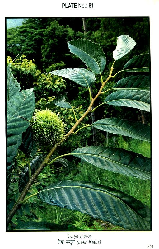 Flowering Plants of Nepal-An Introduction | Exotic India Art