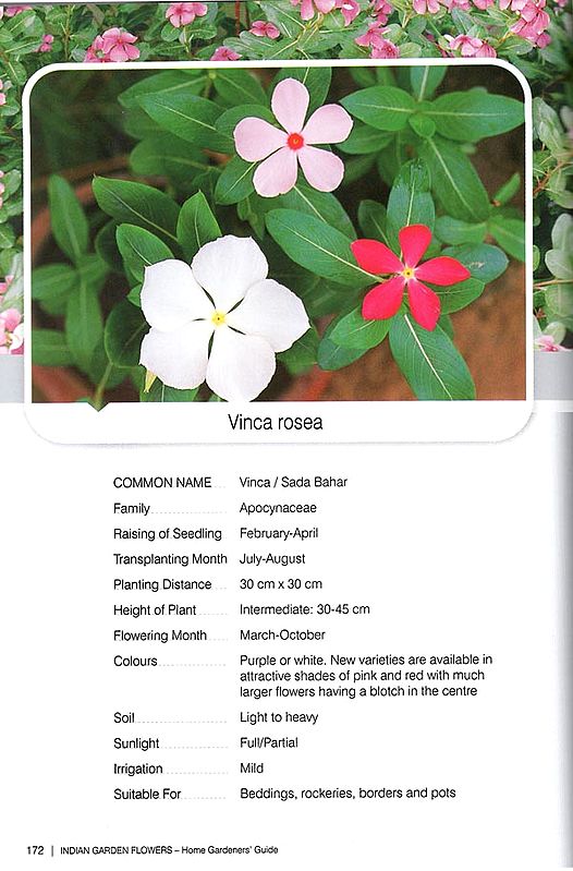 Garden Flower Names India | Fasci Garden