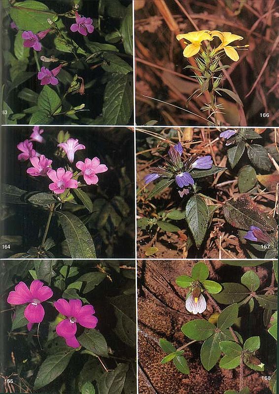 Common Indian Wild Flowers | Exotic India Art