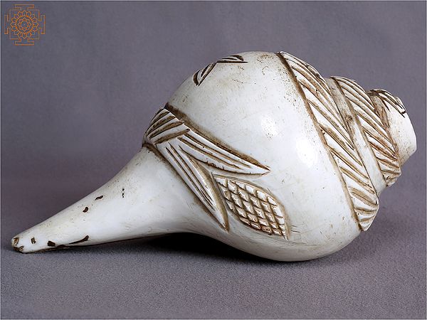 White Shankha from Nepal | Exotic India Art